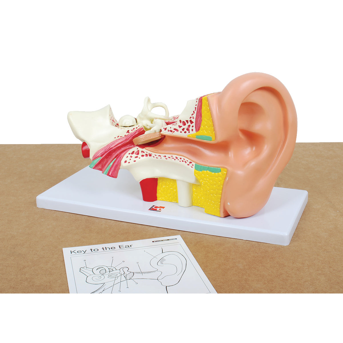 Anatomical Ear Model – Eduzone Ltd